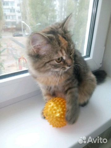 Кошечка, 4 месяца