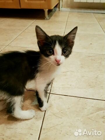 Отдам котёнка