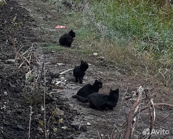 Котята бесплатно