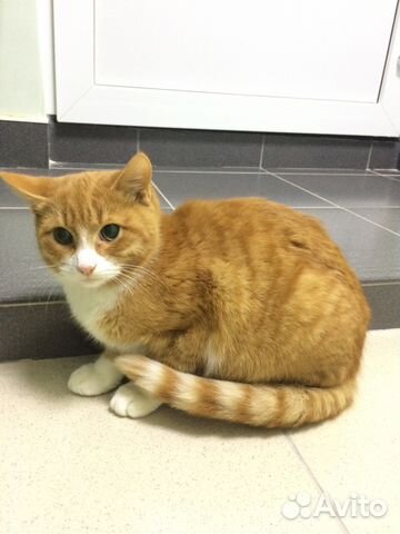 Рыжий котенок Лео. Мальчик