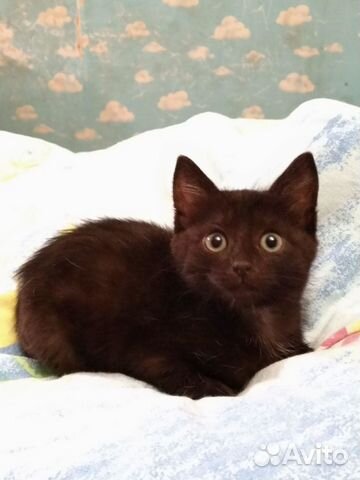 Маленький котик 2.5 месяца ищет дом