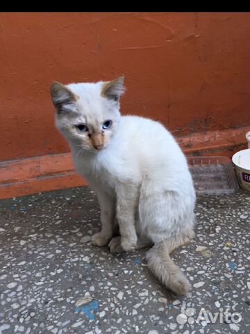 Котенок