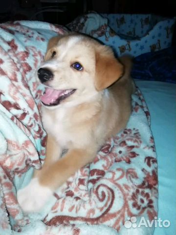 Щенок мальчик 3,5 месяца.без породы.рчень активный