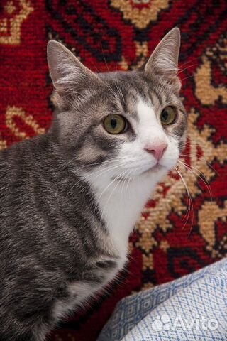 Молодой котик Максик в хорошие руки