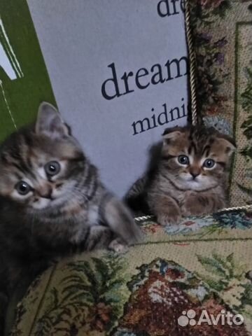 Котята