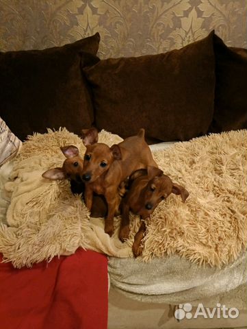 Очаровательные Щенки цвергпинчера Рыжики ищут друз