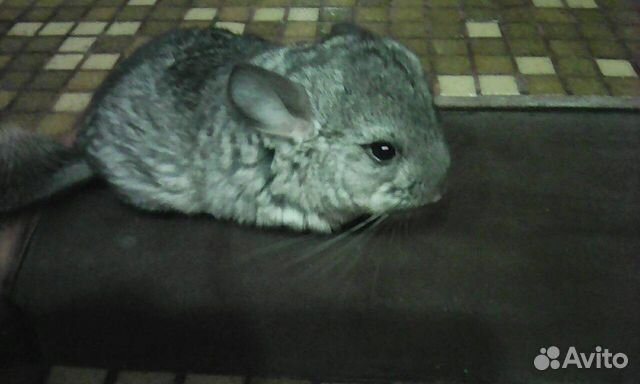 Шиншилла девочка