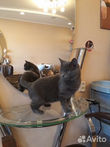 Ищет дом котенок Цезарь