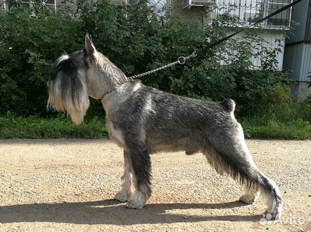 Миттельшнауцеры окраса перец с солью