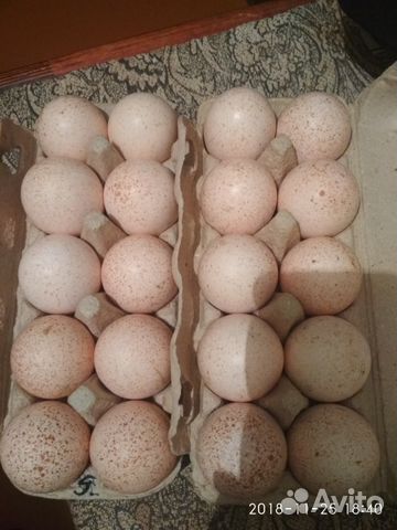 Инкубационное яйцо индюшки