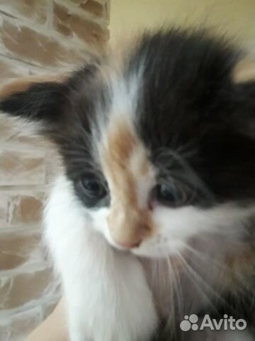 Котята