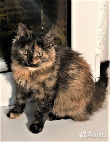 Кокетка Лю-Лю ищет дом