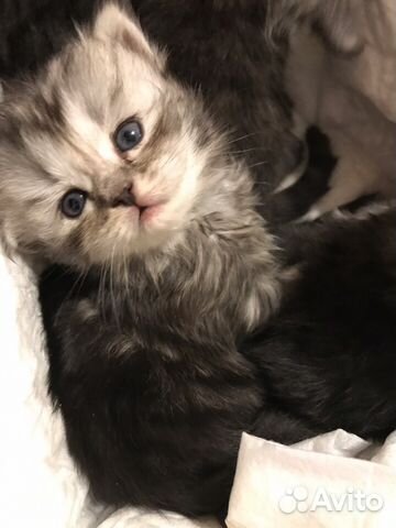 Котята