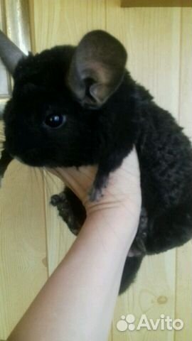 Шиншилленок, экстрадарк носитель ангоры