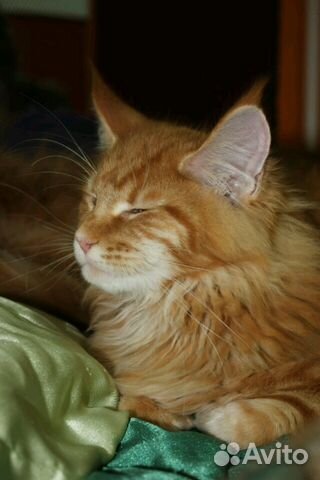 Рыжий мейн-кун