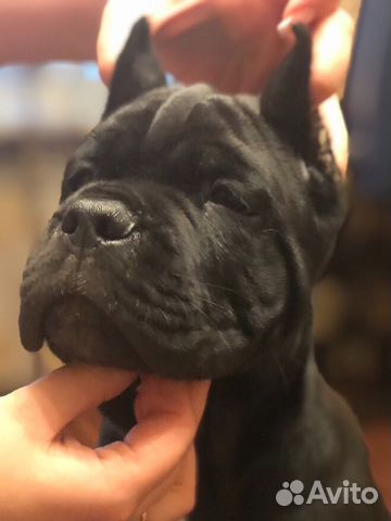 Великолепные малыши в самые лучшие руки