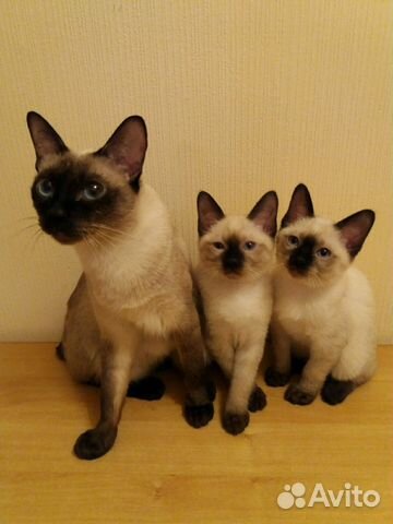 Котята породы меконгский бобтейл