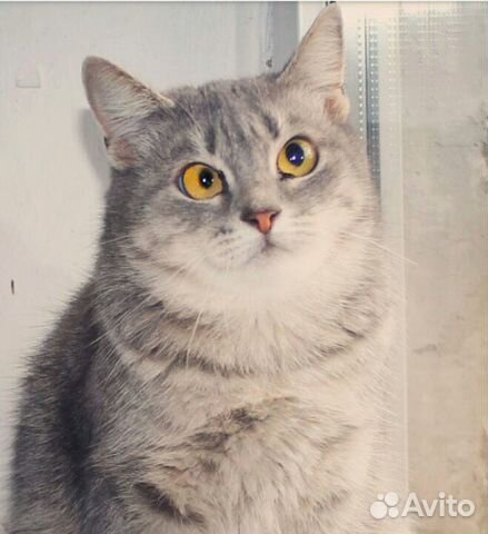 Все кошки простые, а Муся особенная