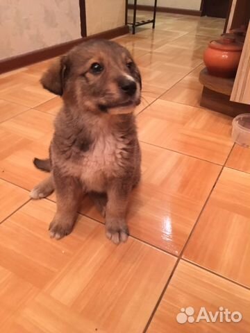 Верный дружок