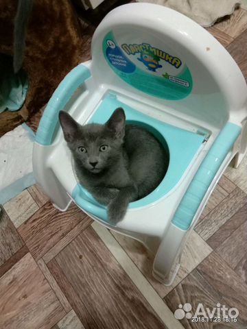 Русская голубая