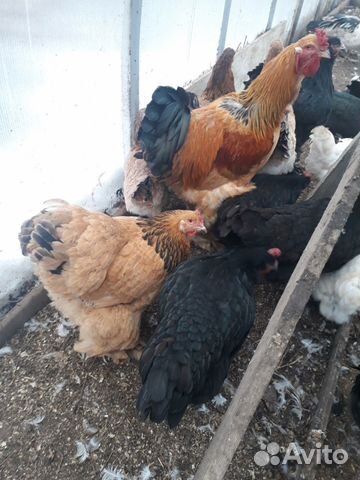 Семья кур Брама