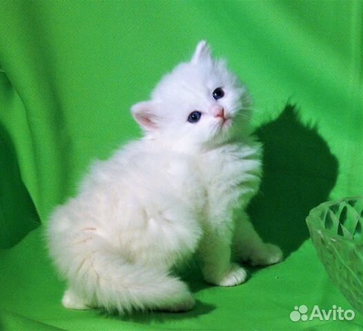 Сибирские белые