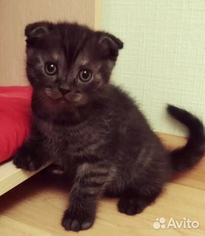 Шотландские котята