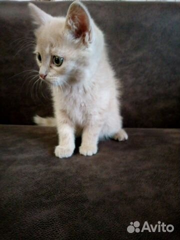 Отдам в хорошие руки кошечку)