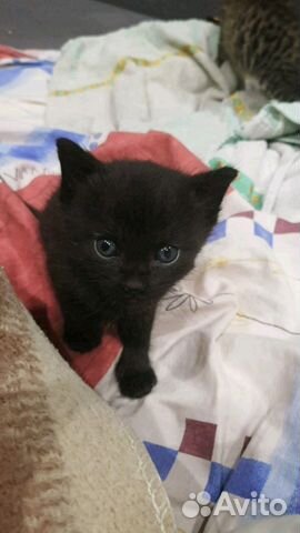 Котята