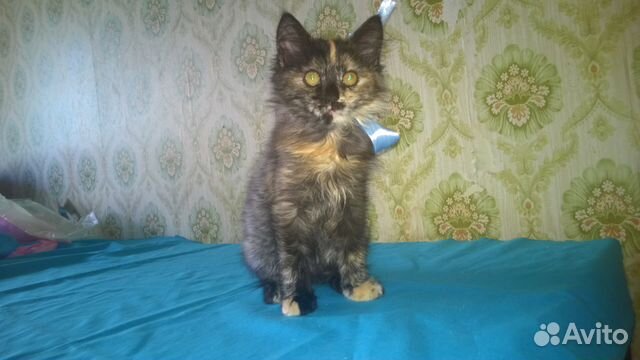 Котёнок Люба