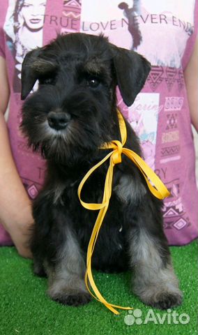 Цвержата(щенки цвергшнауцера)