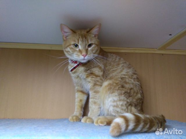 Рыженький гладкошерстный комочек счастья 8 мес