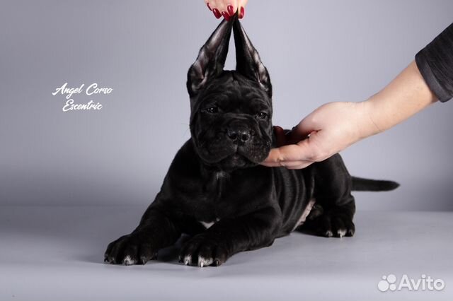 Чёрный красавчик