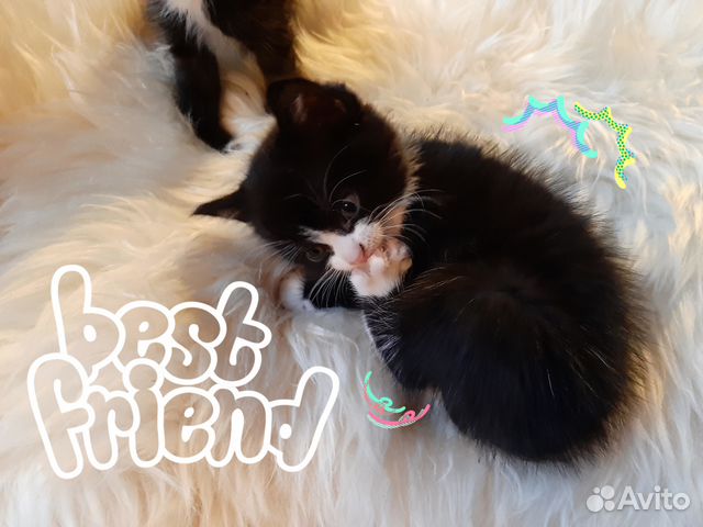 Котята 2 мес