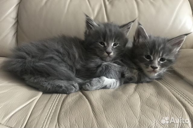 Два клёвых парня