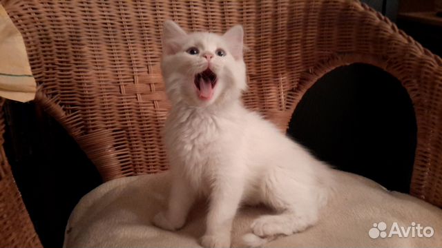 Сибирские котята от чемпиона