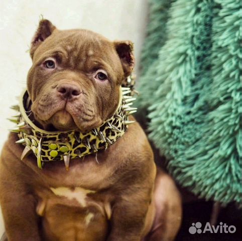 Медвежонок щенок - от Испанцев