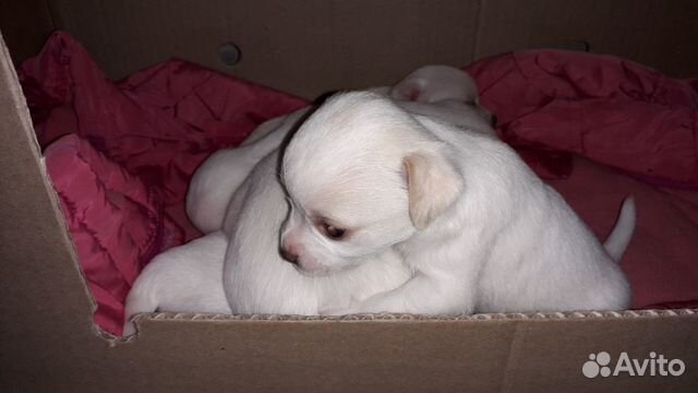 Щенки чихуахуа стандарт