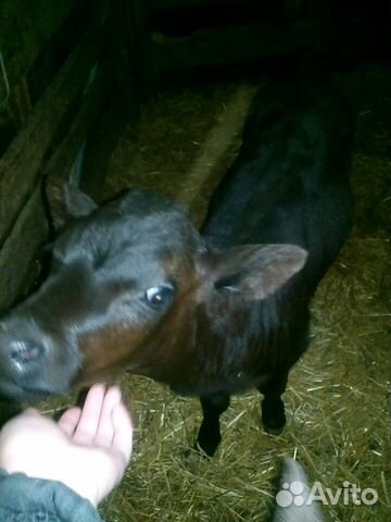 Бычок двухнедельный