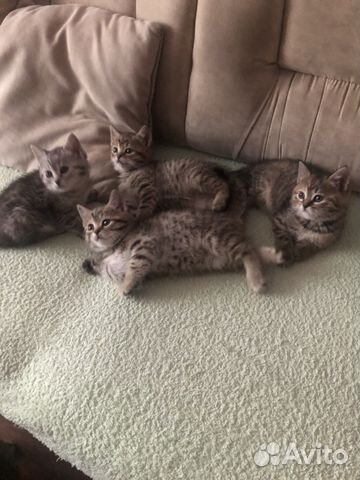 Котята