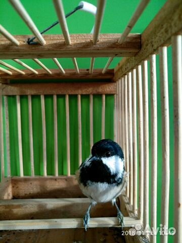 Птичка синица-московка