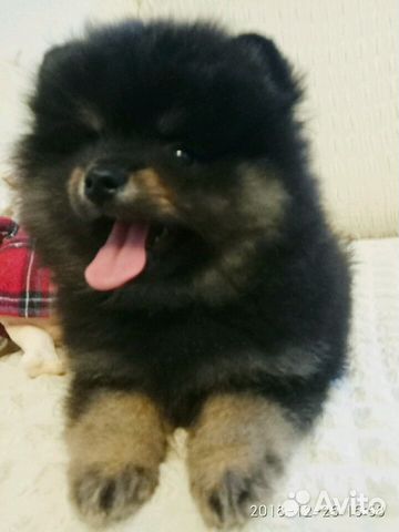 Милашка шпиц