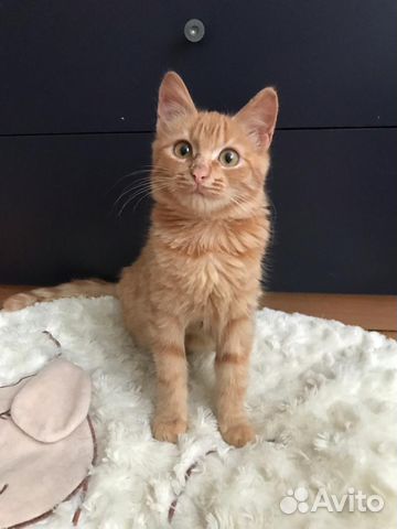 Котёнок в добрые руки