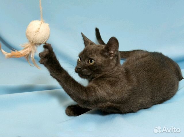 Очаровательная малышка в дар