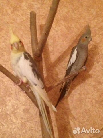 Попугаи карелла