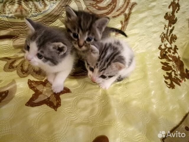 Прелестные котята в Ваш дом