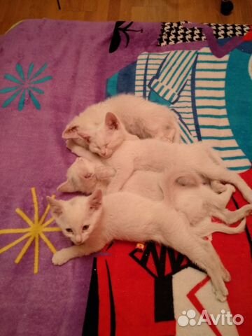 Белоснежные котята