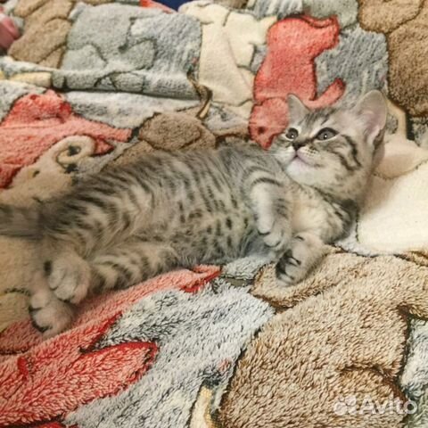 Котята британской породы