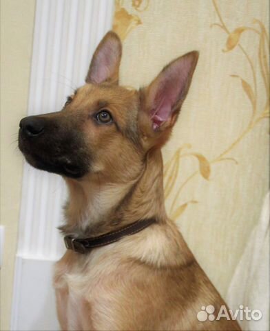 Щенок мальчик Рэй, 4 месяца, в хорошие руки