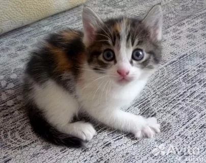 Котята от "курортного романа". 2кошки и кот